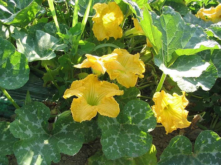 Common Names - Cucurbita moschata - KnowYourWeeds