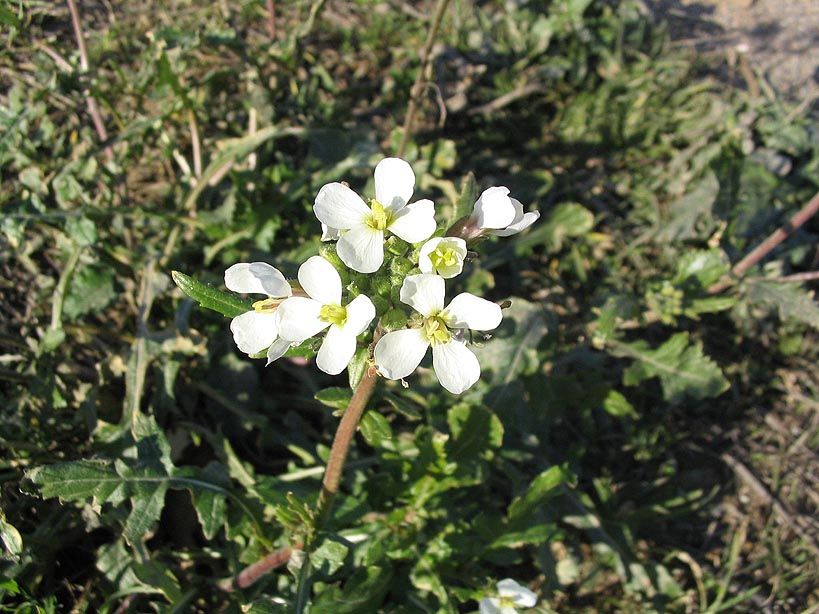 Where A Weed - Diplotaxis erucoides - KnowYourWeeds