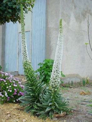 Di Mana Gulma - Echium simplex - KnowYourWeeds
