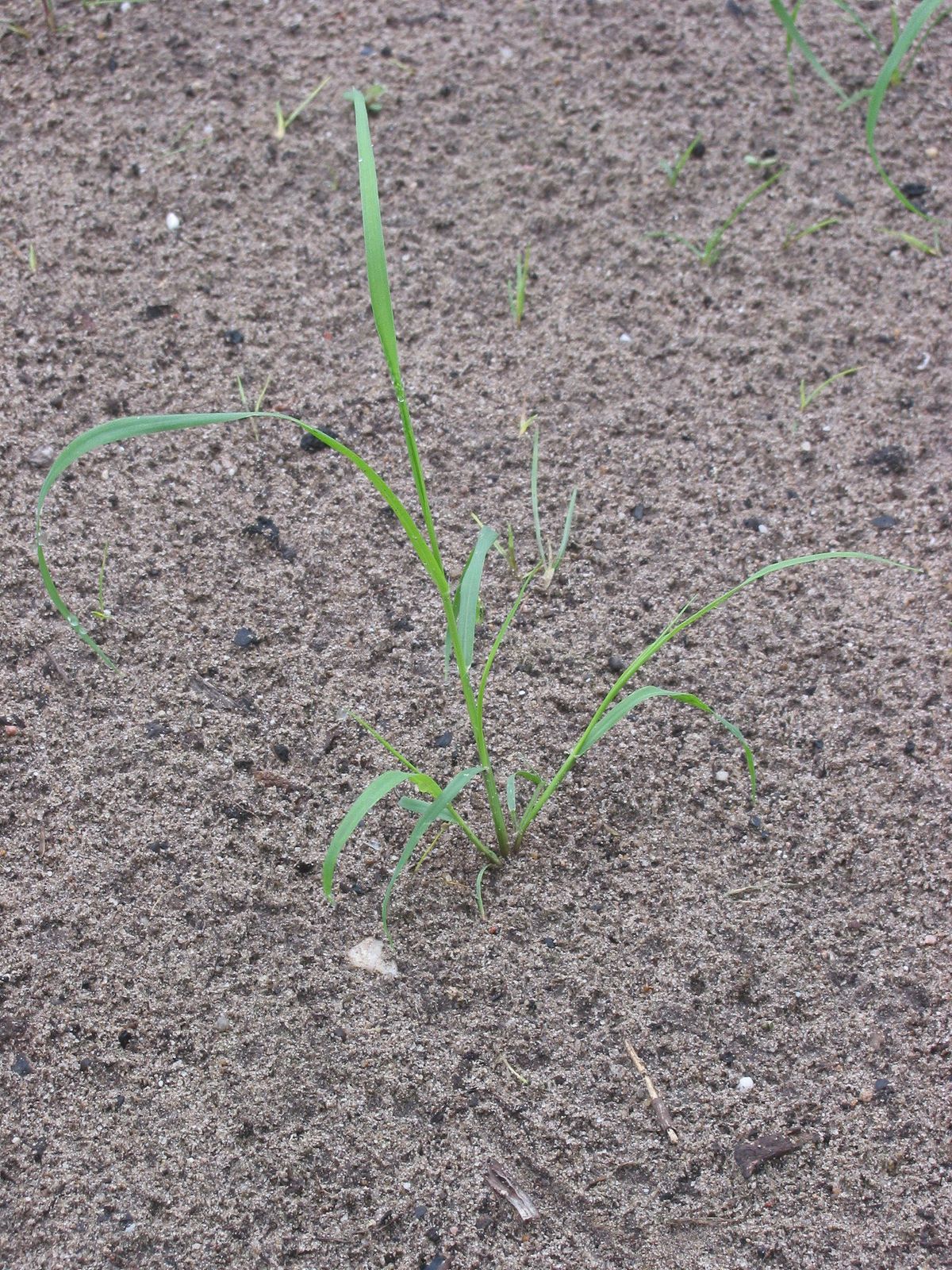 Common Names - Eragrostis tef - KnowYourWeeds