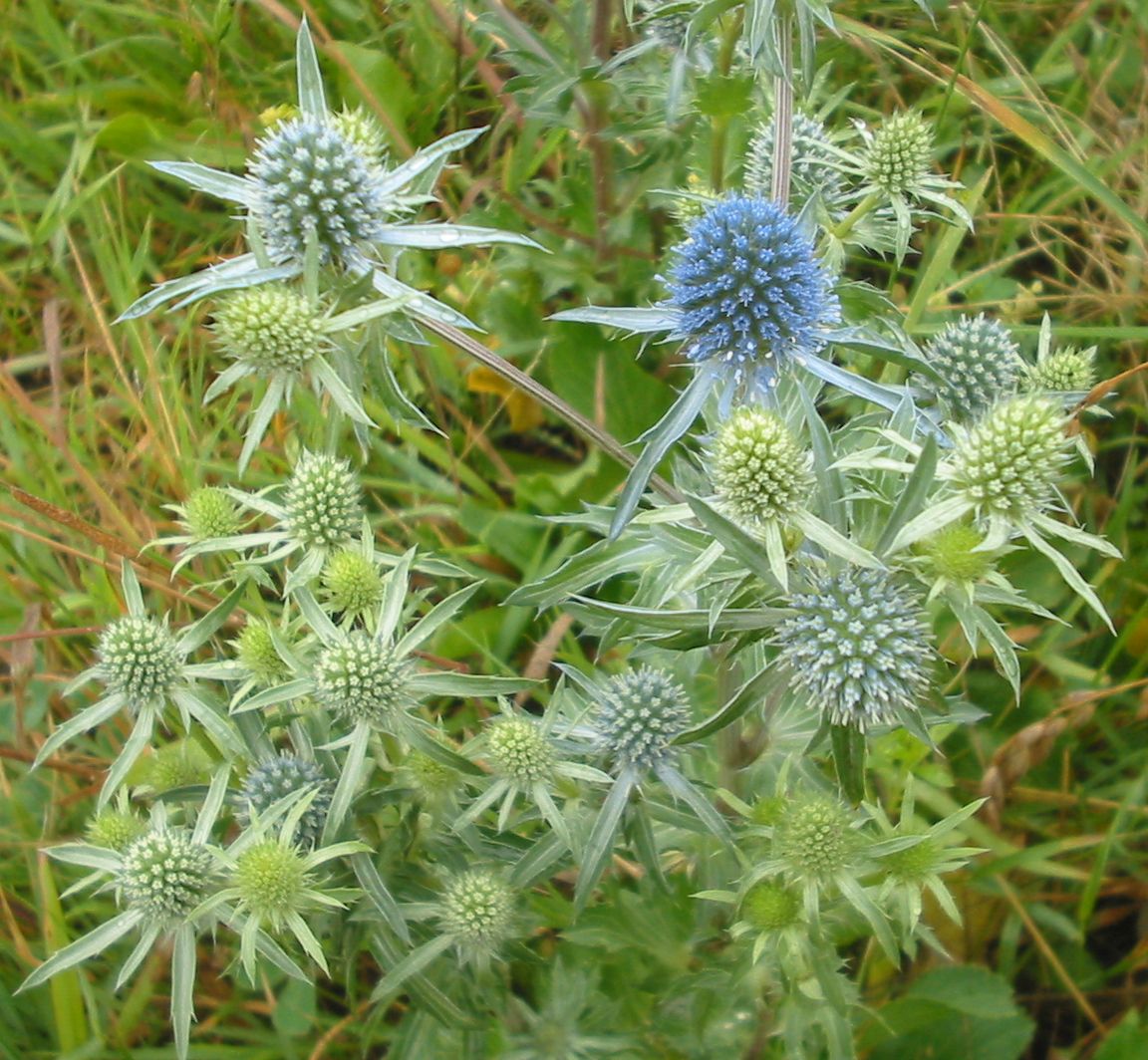 Nombre Común - Eryngium planum - KnowYourWeeds