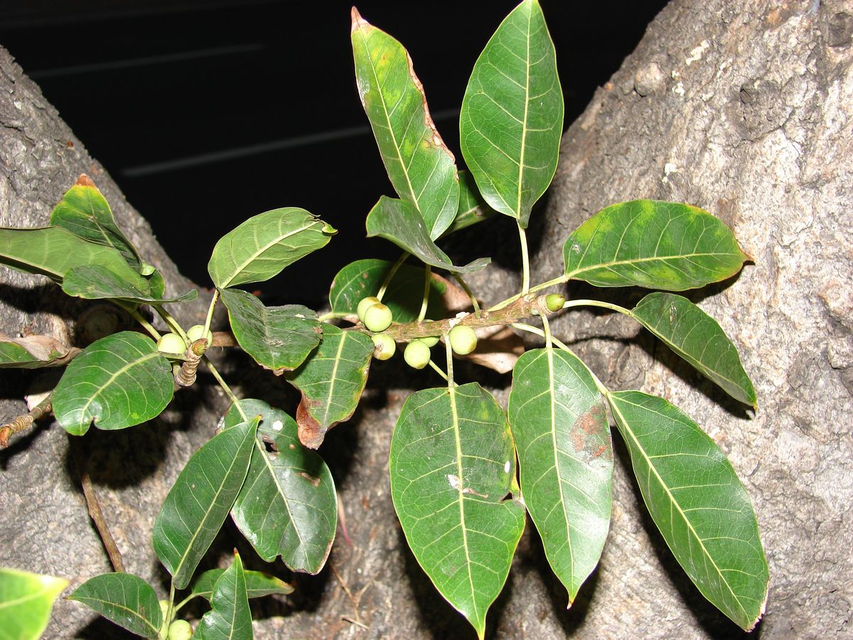 Common Names - Ficus nota - KnowYourWeeds