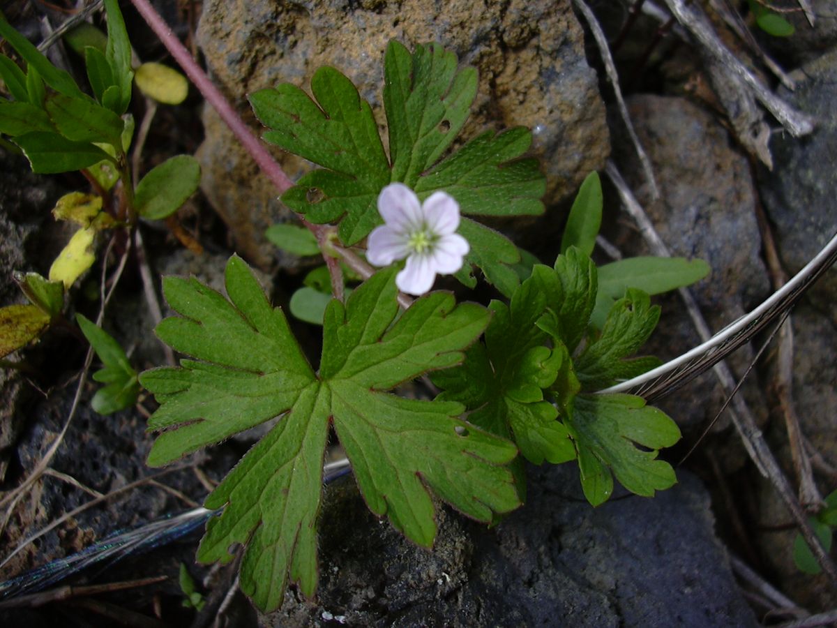 Where A Weed - Geranium homeanum - KnowYourWeeds