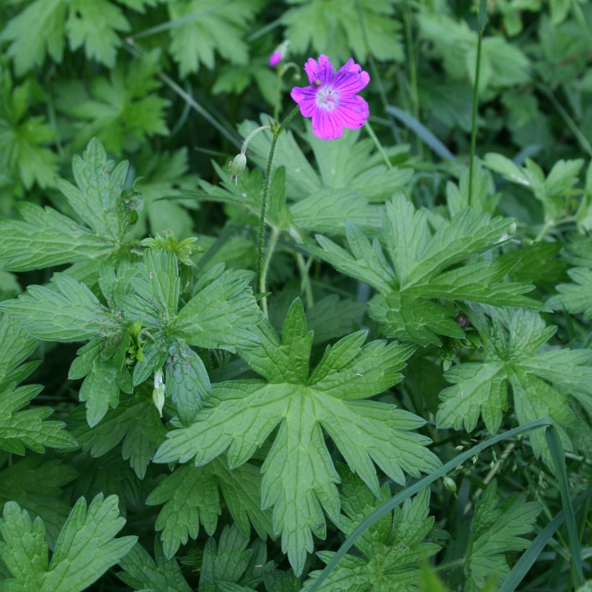 Where A Weed - Geranium palustre - KnowYourWeeds