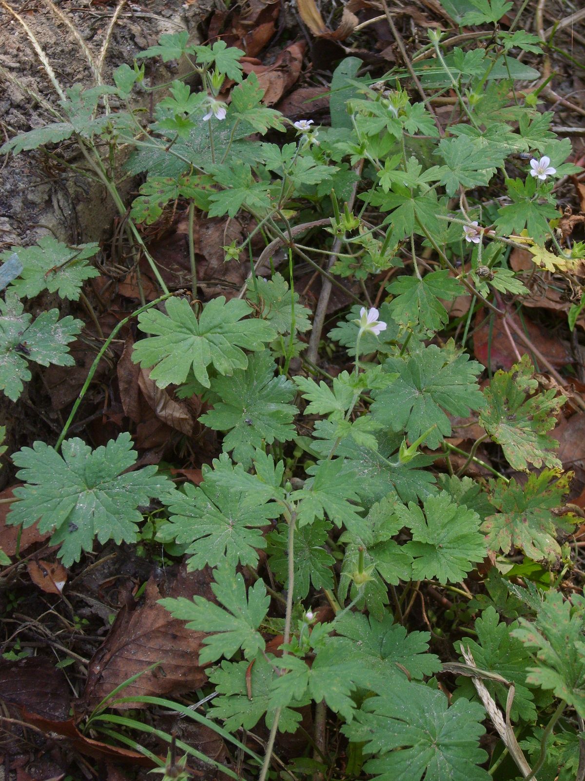 Where A Weed - Geranium sibiricum - KnowYourWeeds