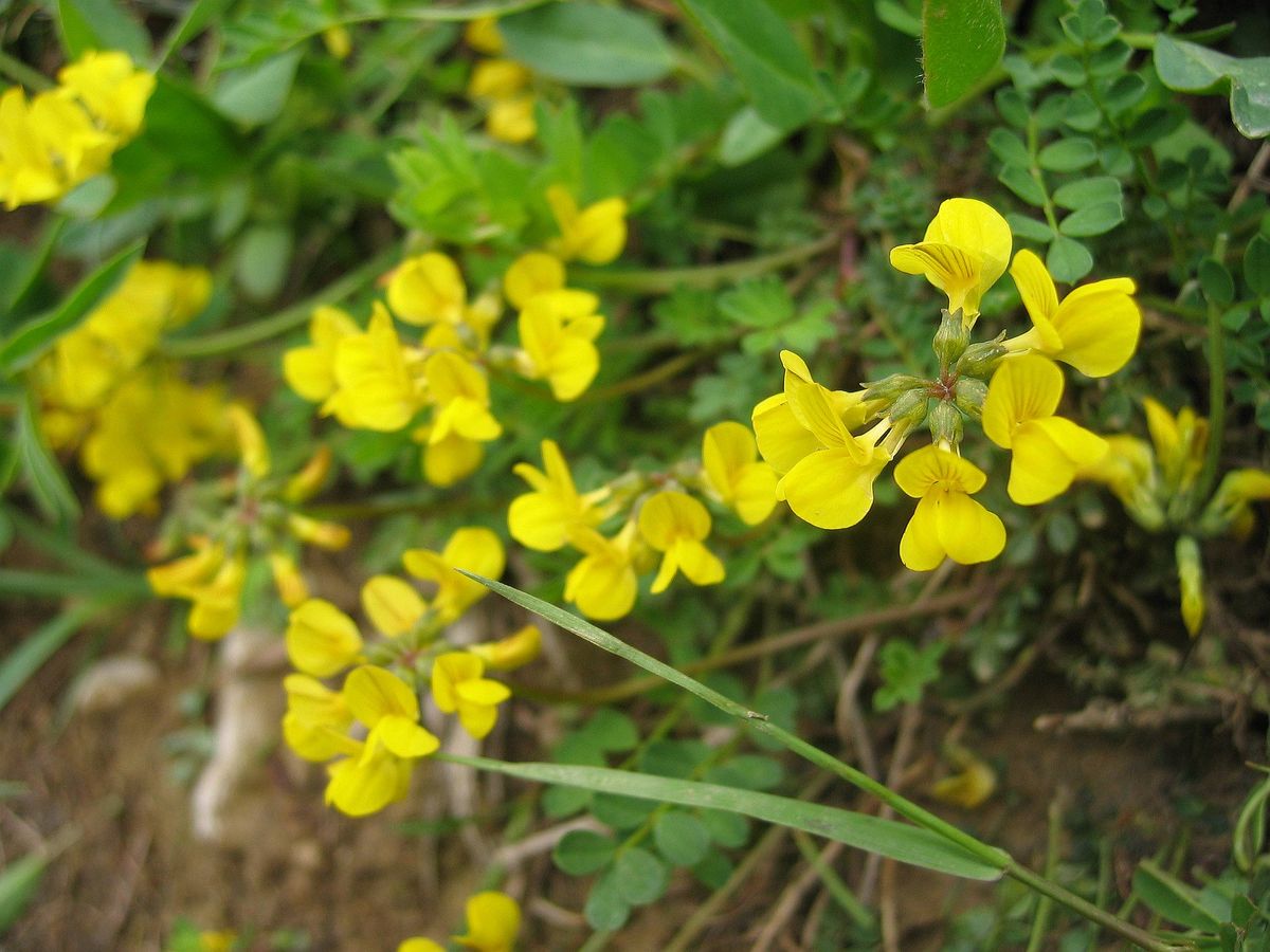 Common Names - Hippocrepis comosa - KnowYourWeeds