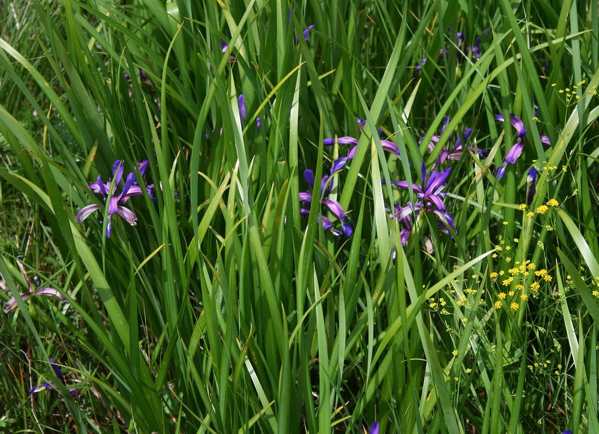Where A Weed - Iris graminea - KnowYourWeeds