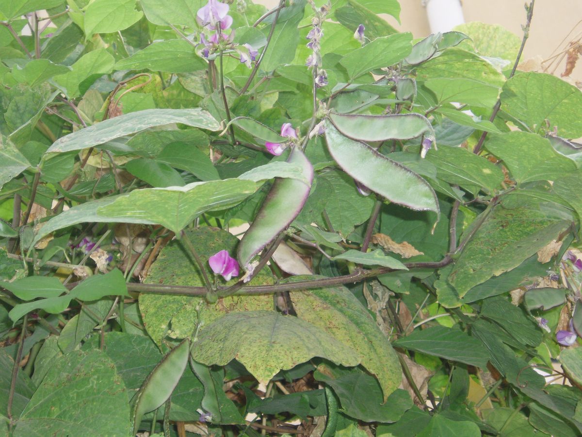 Common Names - Lablab purpureus - KnowYourWeeds