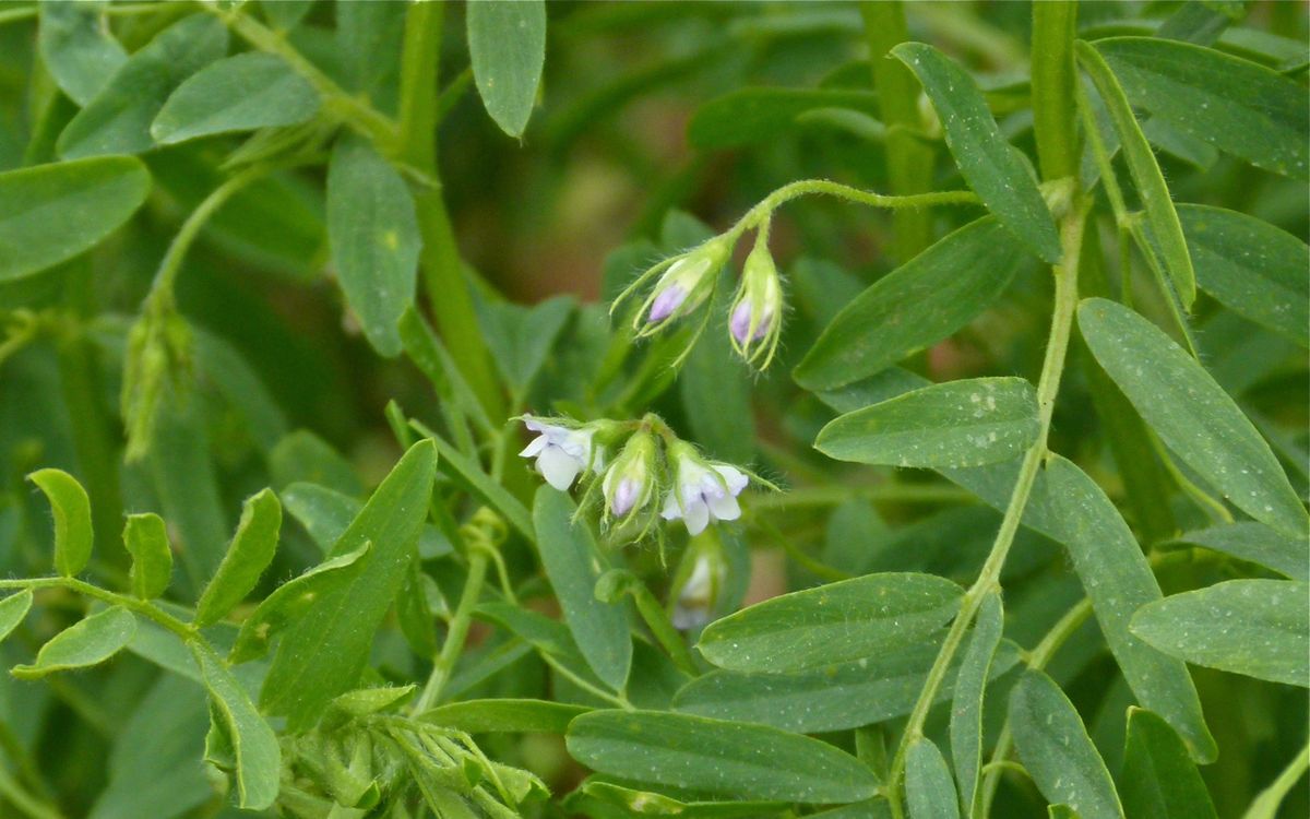 Where A Weed - Vicia lens - KnowYourWeeds