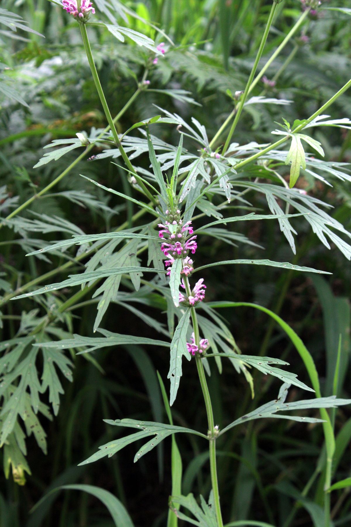 Leonurus japonicus - KnowYourWeeds
