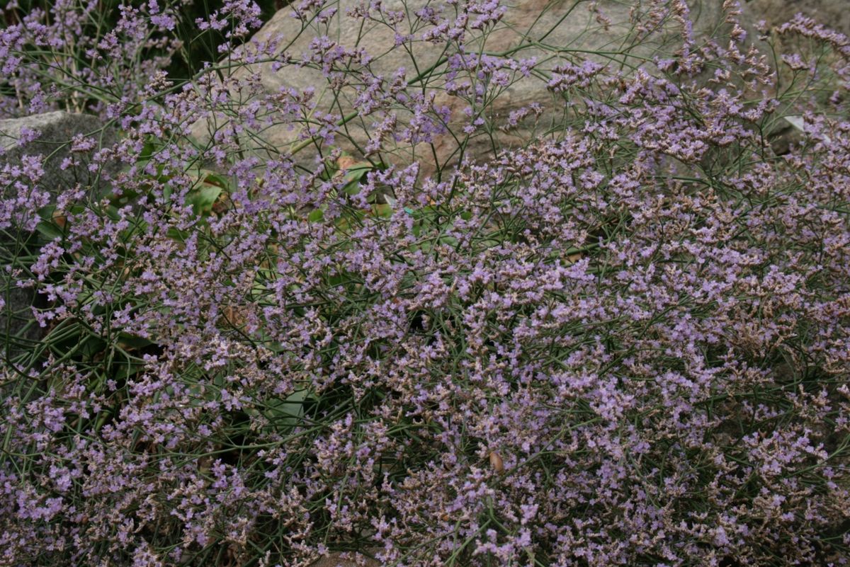Where A Weed - Limonium gmelinii - KnowYourWeeds
