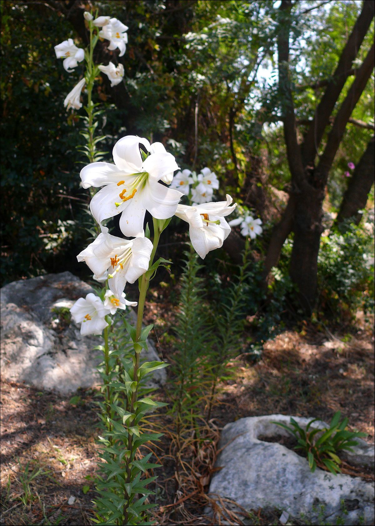See More Info - Lilium candidum - KnowYourWeeds