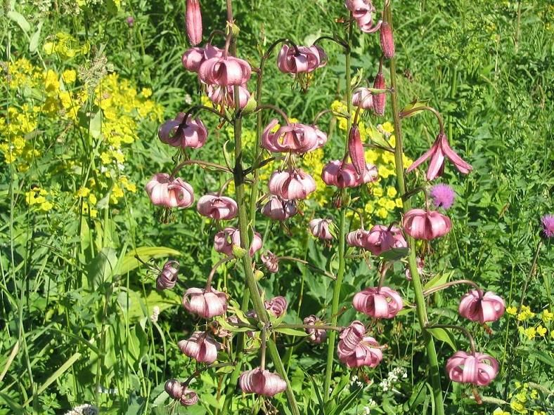See More Info - Lilium martagon - KnowYourWeeds