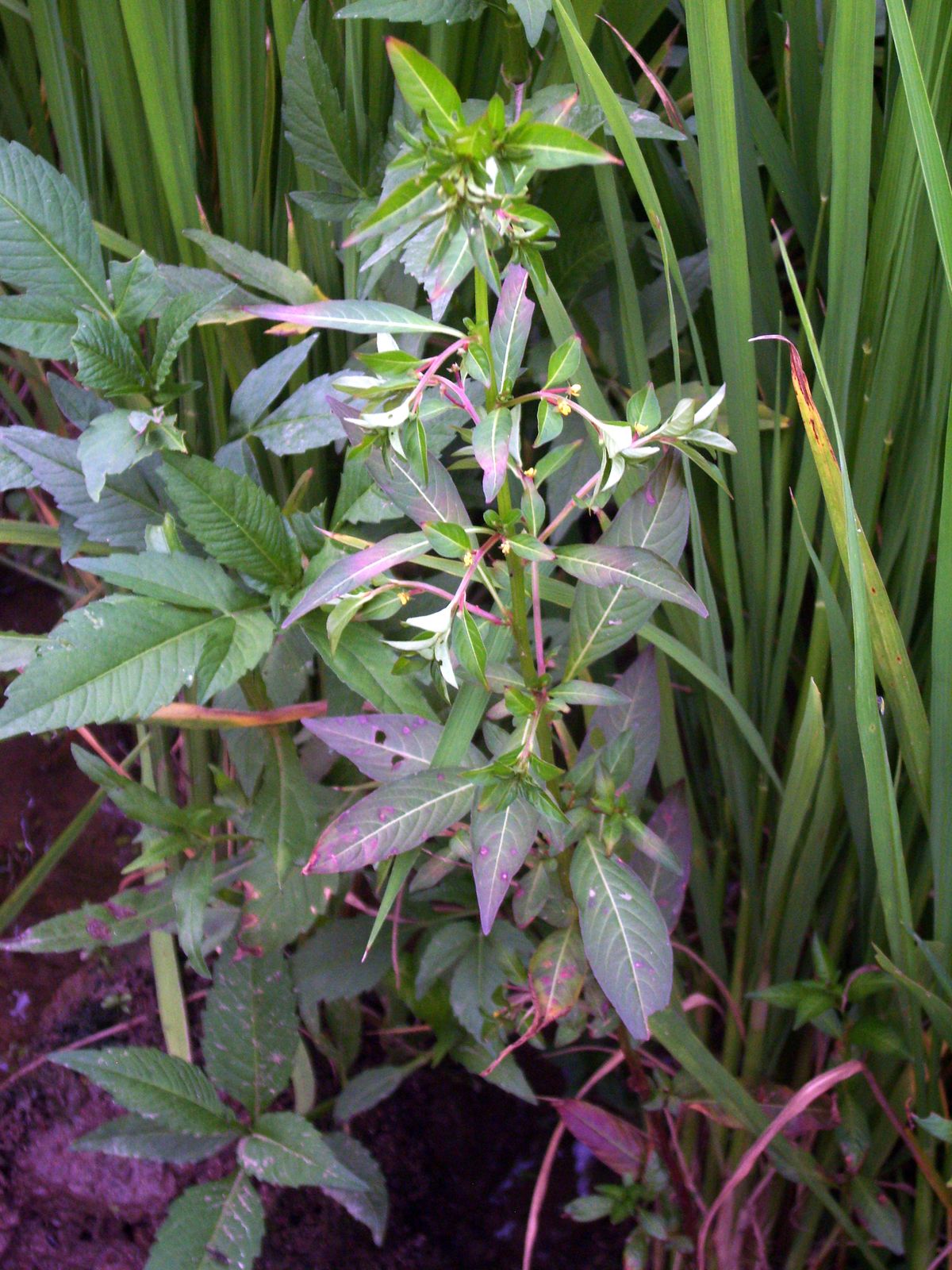 Ludwigia prostrata - KnowYourWeeds