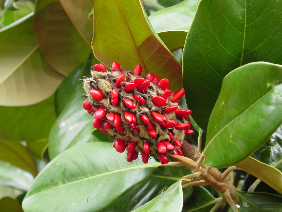 Common Names - Magnolia grandiflora - KnowYourWeeds