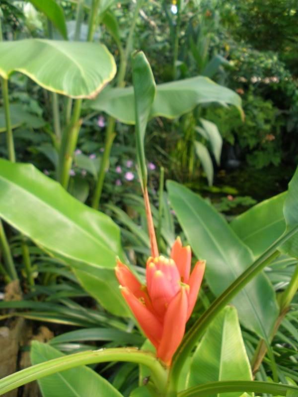 Common Names - Musa coccinea - KnowYourWeeds