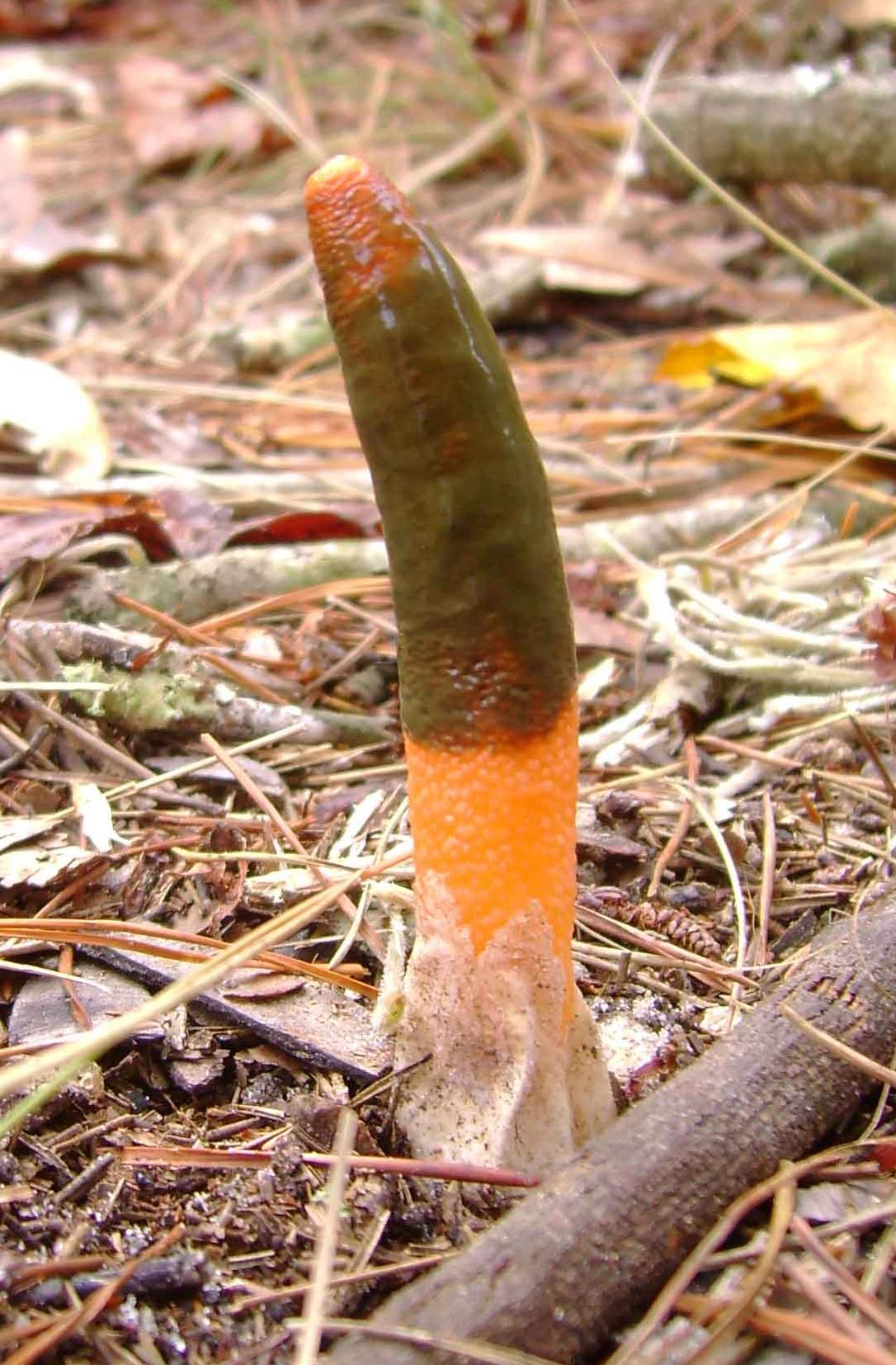 Common Names - Mutinus elegans - KnowYourWeeds