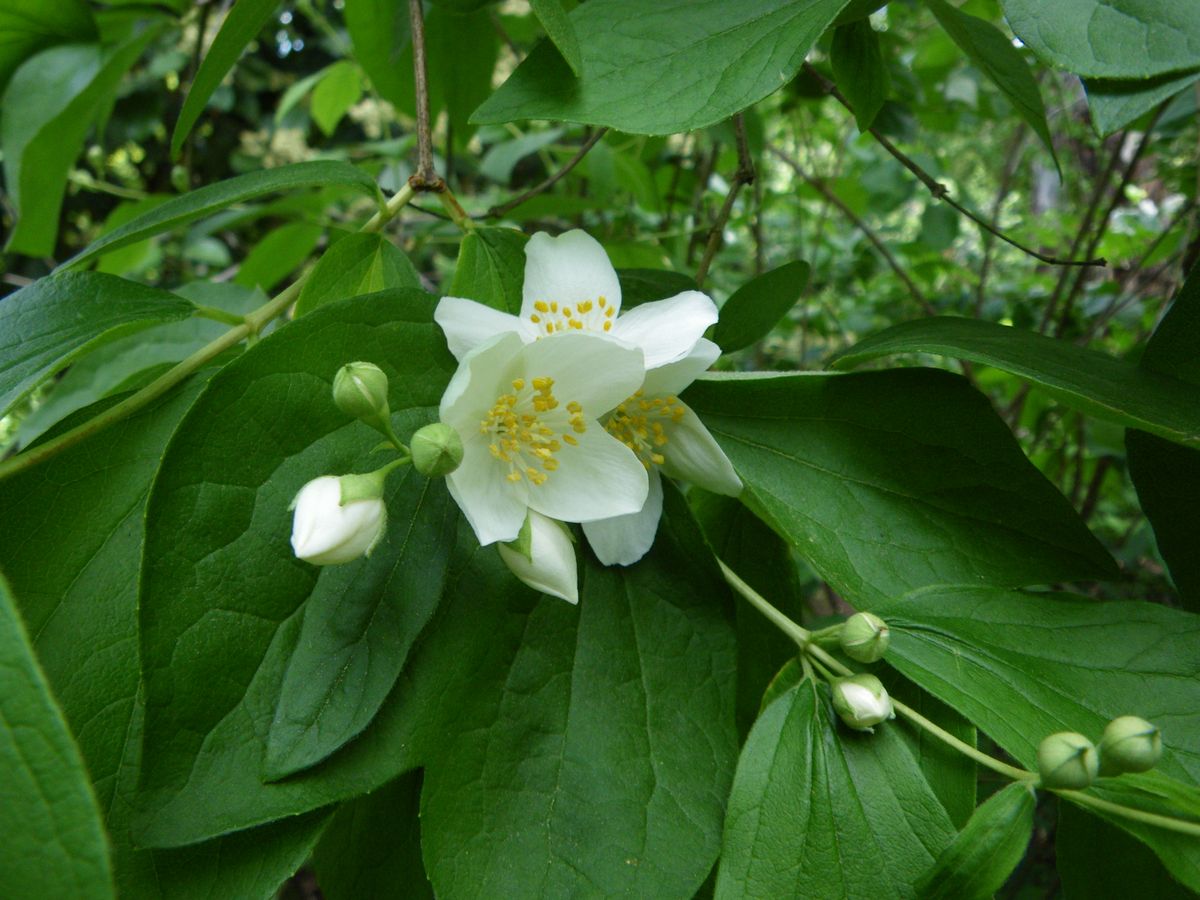 See More Info - Philadelphus pubescens - KnowYourWeeds