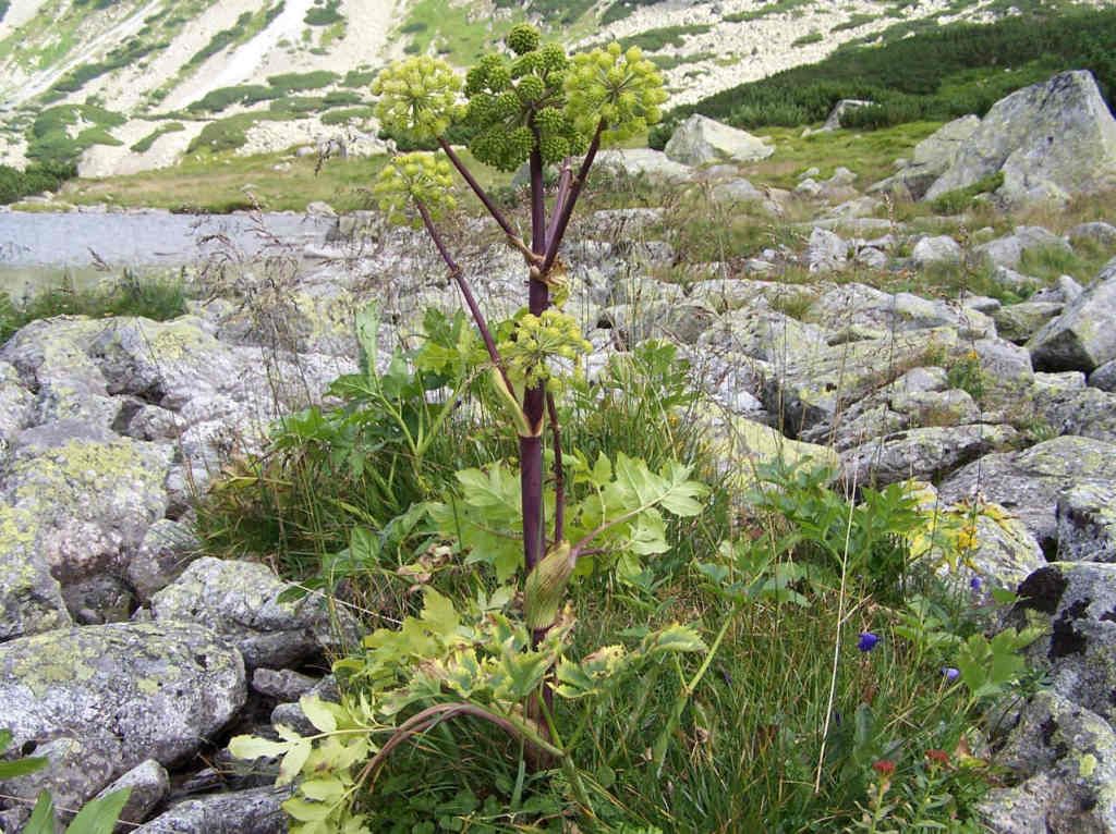 Where A Weed - Angelica archangelica - KnowYourWeeds
