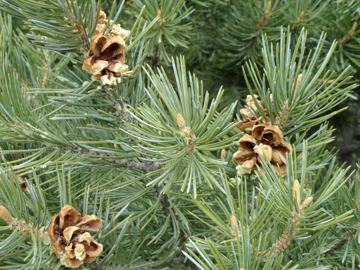 Pinus edulis - KnowYourWeeds
