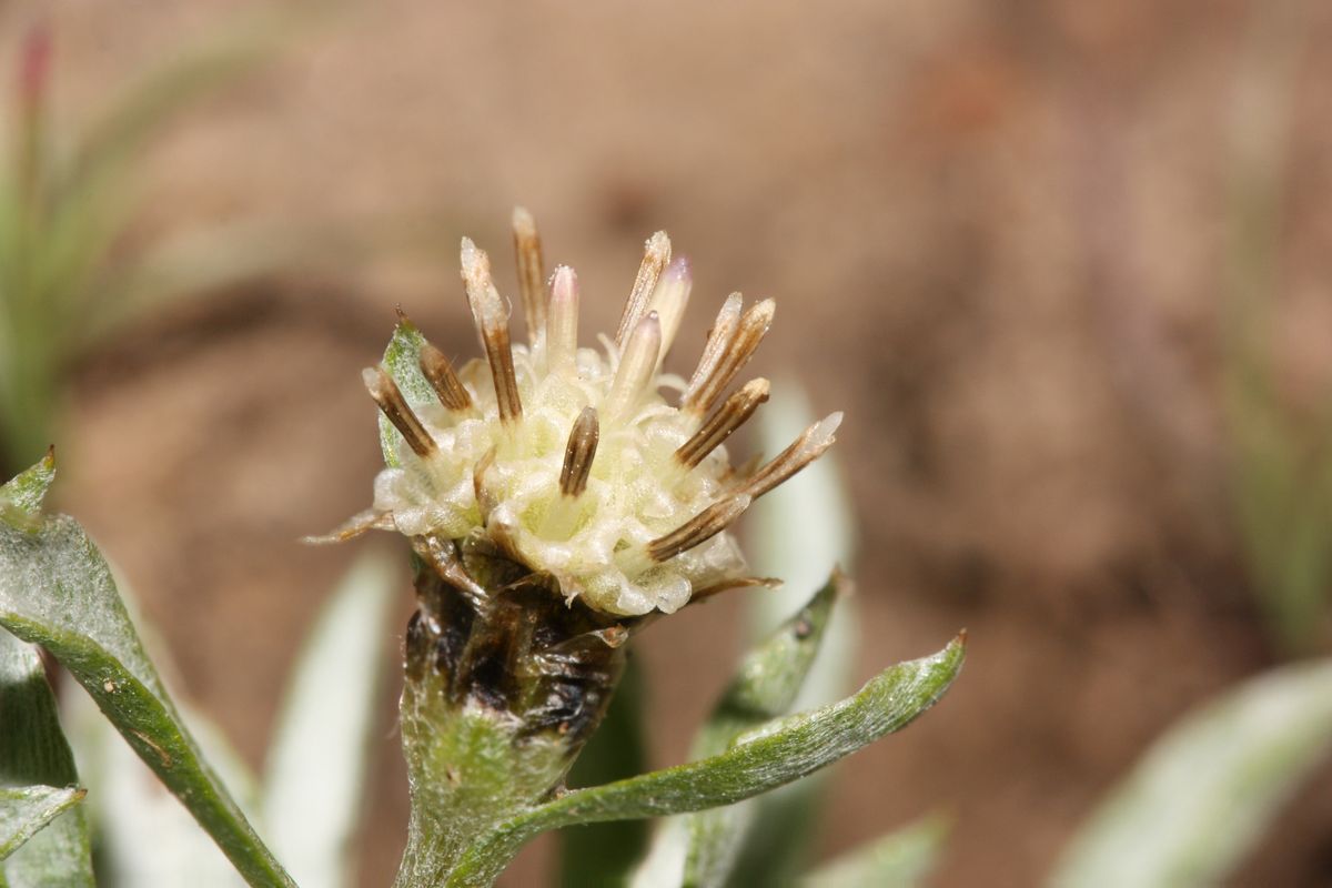 Antennaria dimorpha - KnowYourWeeds