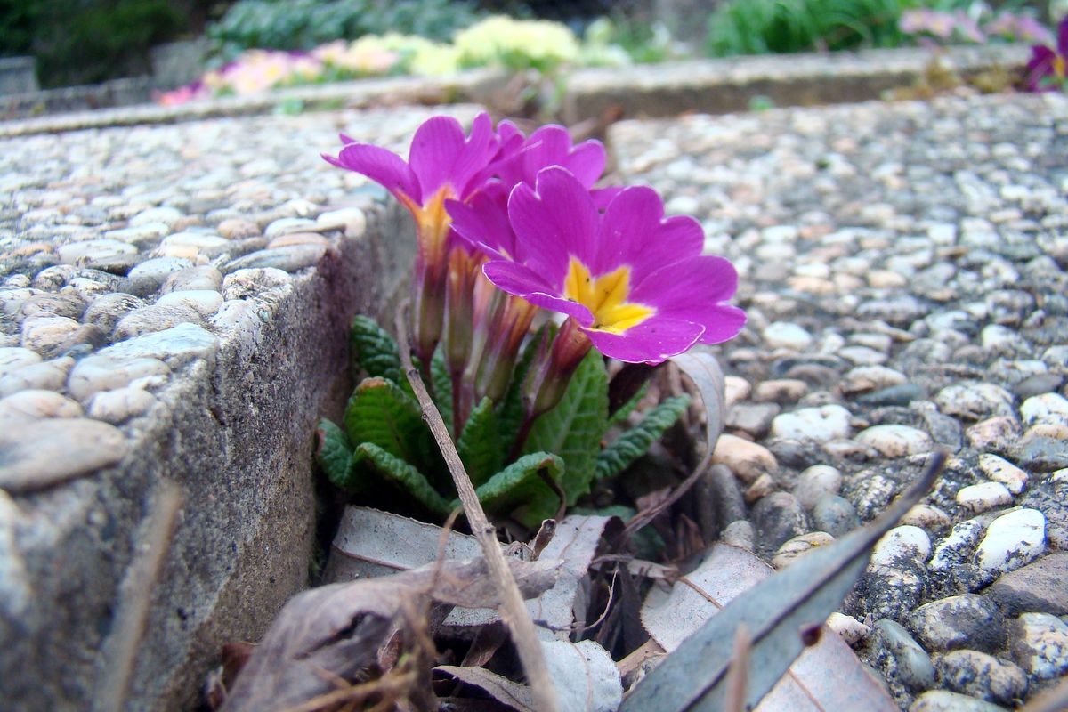 Nombre Común - Primula vulgaris - KnowYourWeeds