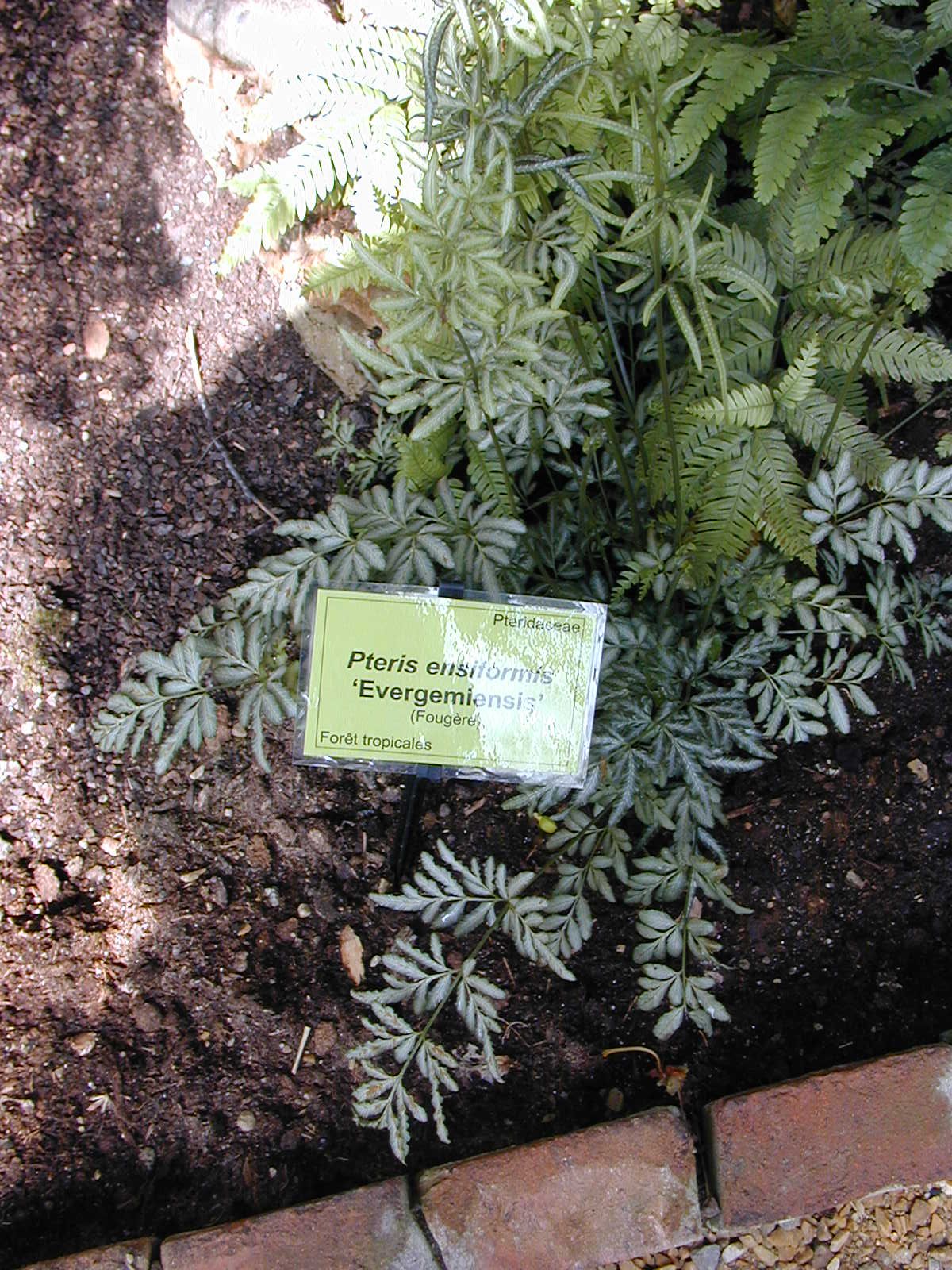 Pteris ensiformis - KnowYourWeeds