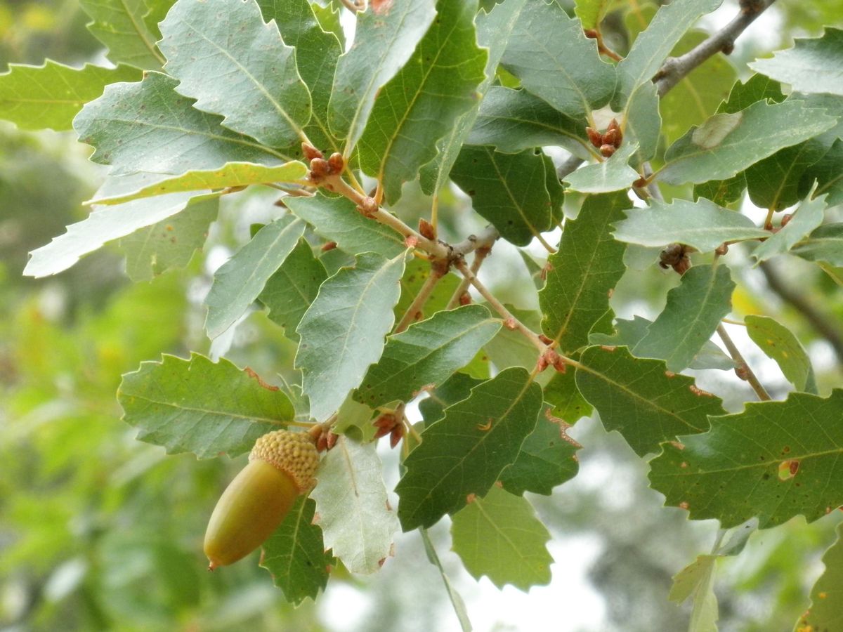 Common Names - Quercus canariensis - KnowYourWeeds