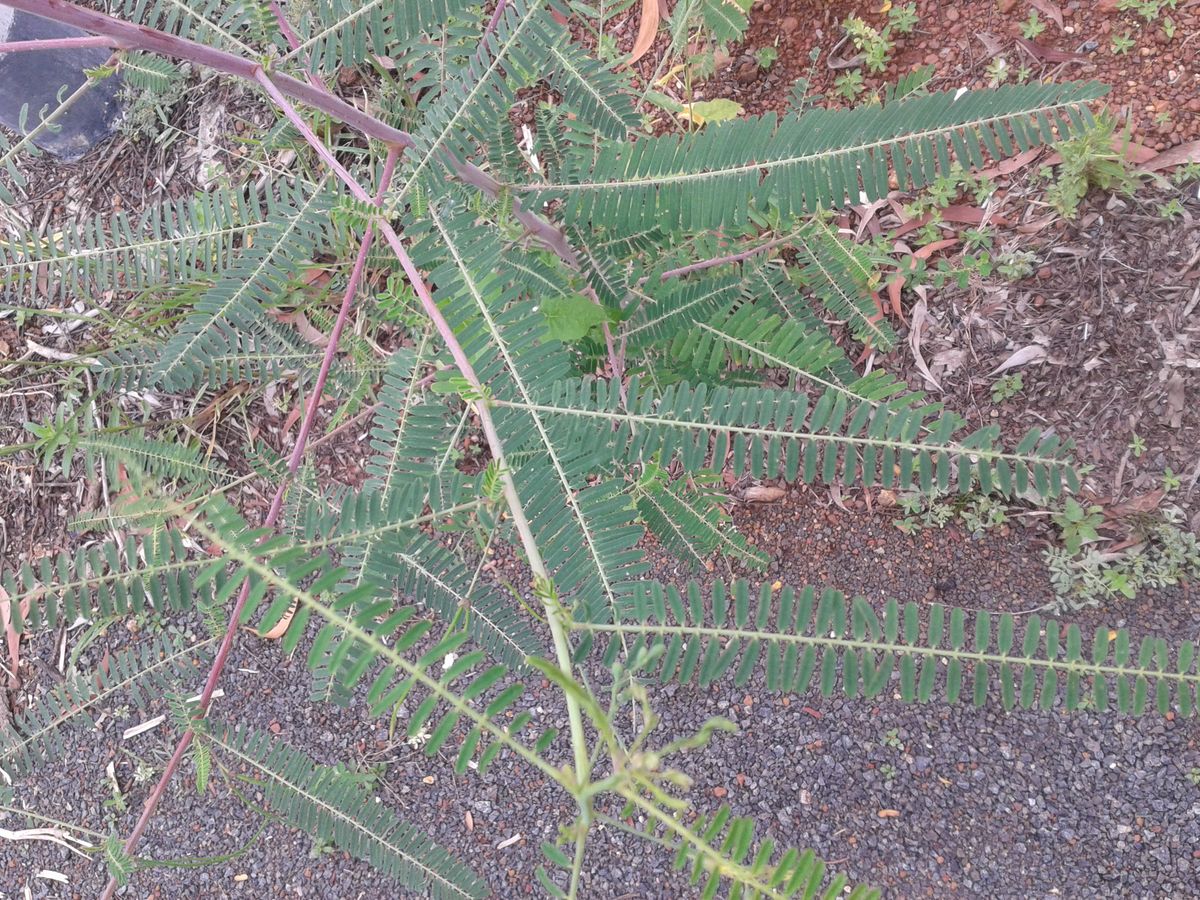 Common Names - Sesbania bispinosa - KnowYourWeeds