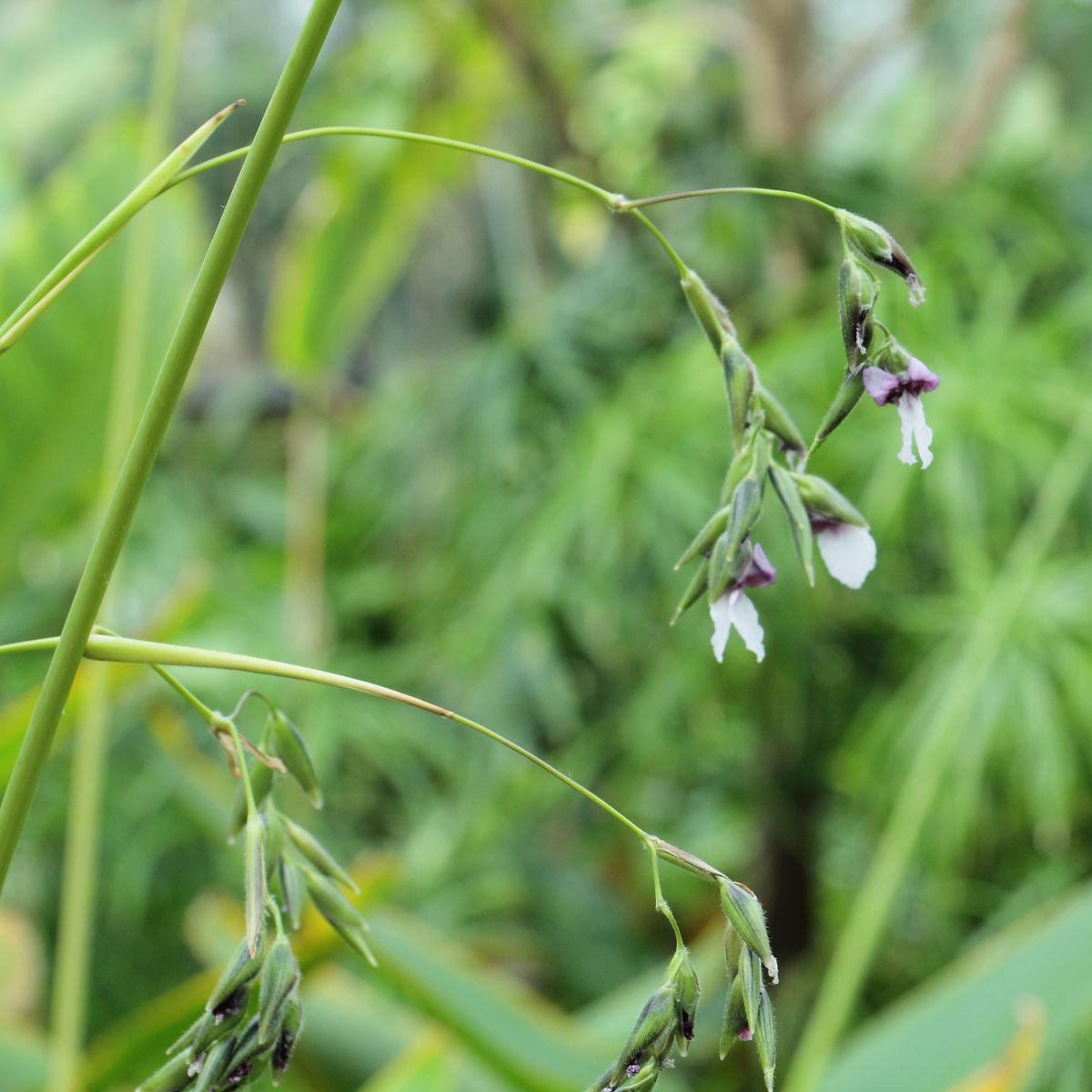 Where A Weed - Thalia geniculata - KnowYourWeeds